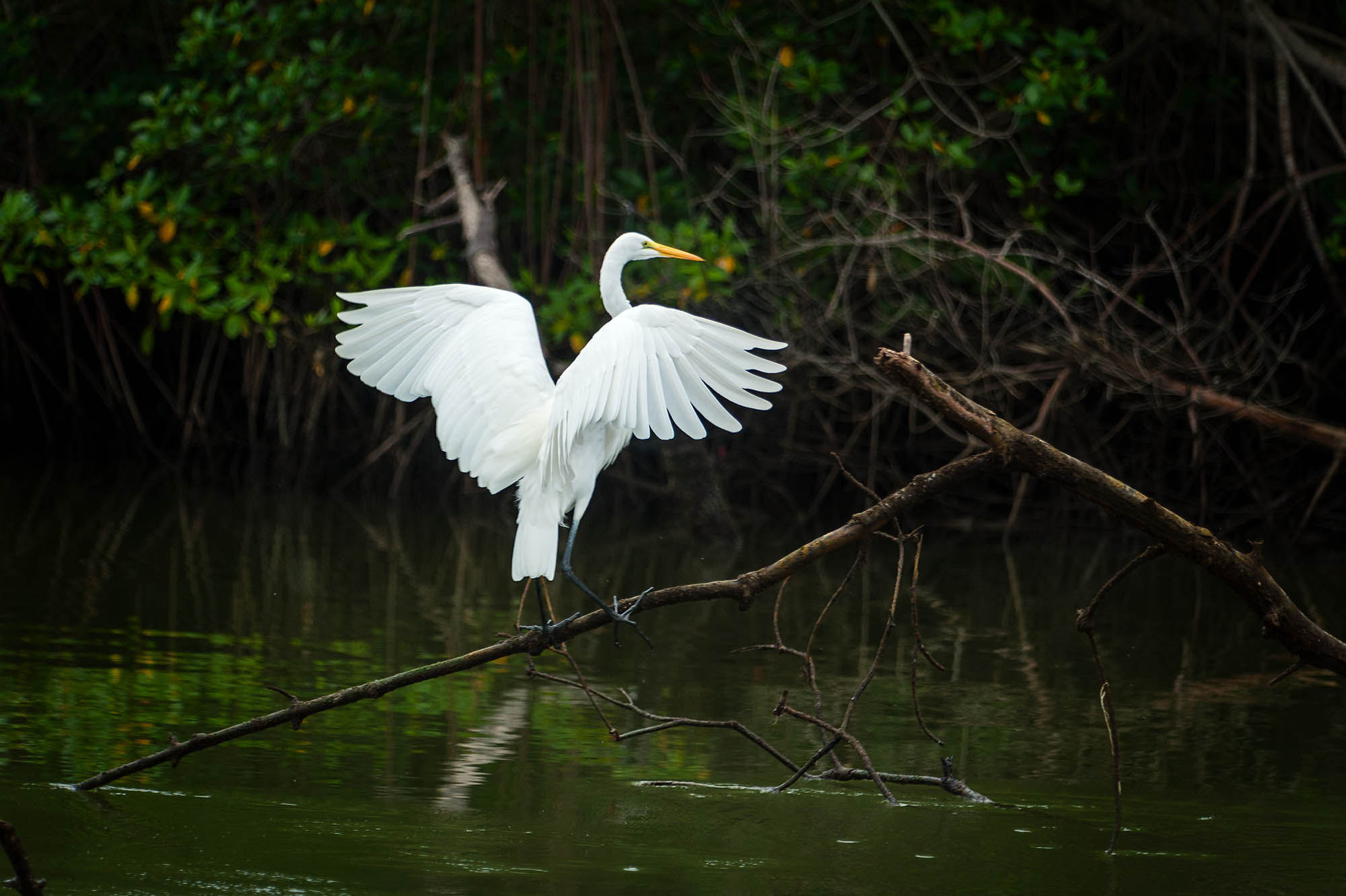 Conoce 8 increíbles aves de la costa ecuatoriana | Cultura Científica ...