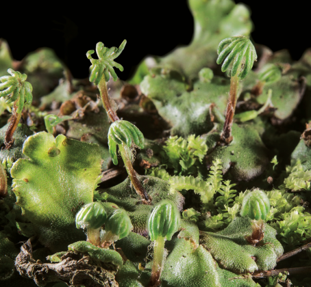 Briófitos y líquenes como indicadores de la calidad del aire y del agua ...