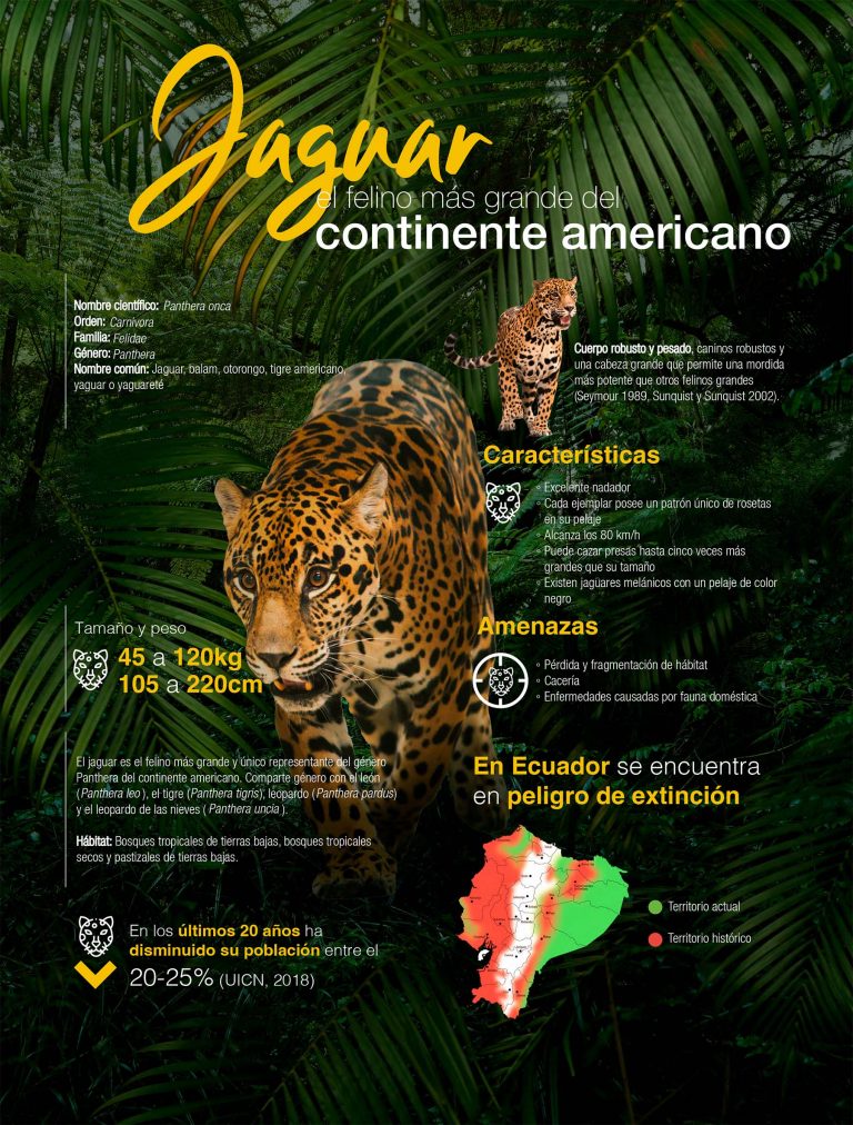 Hallan jaguares en zonas de gran altitud | Cultura Científica - UTPL