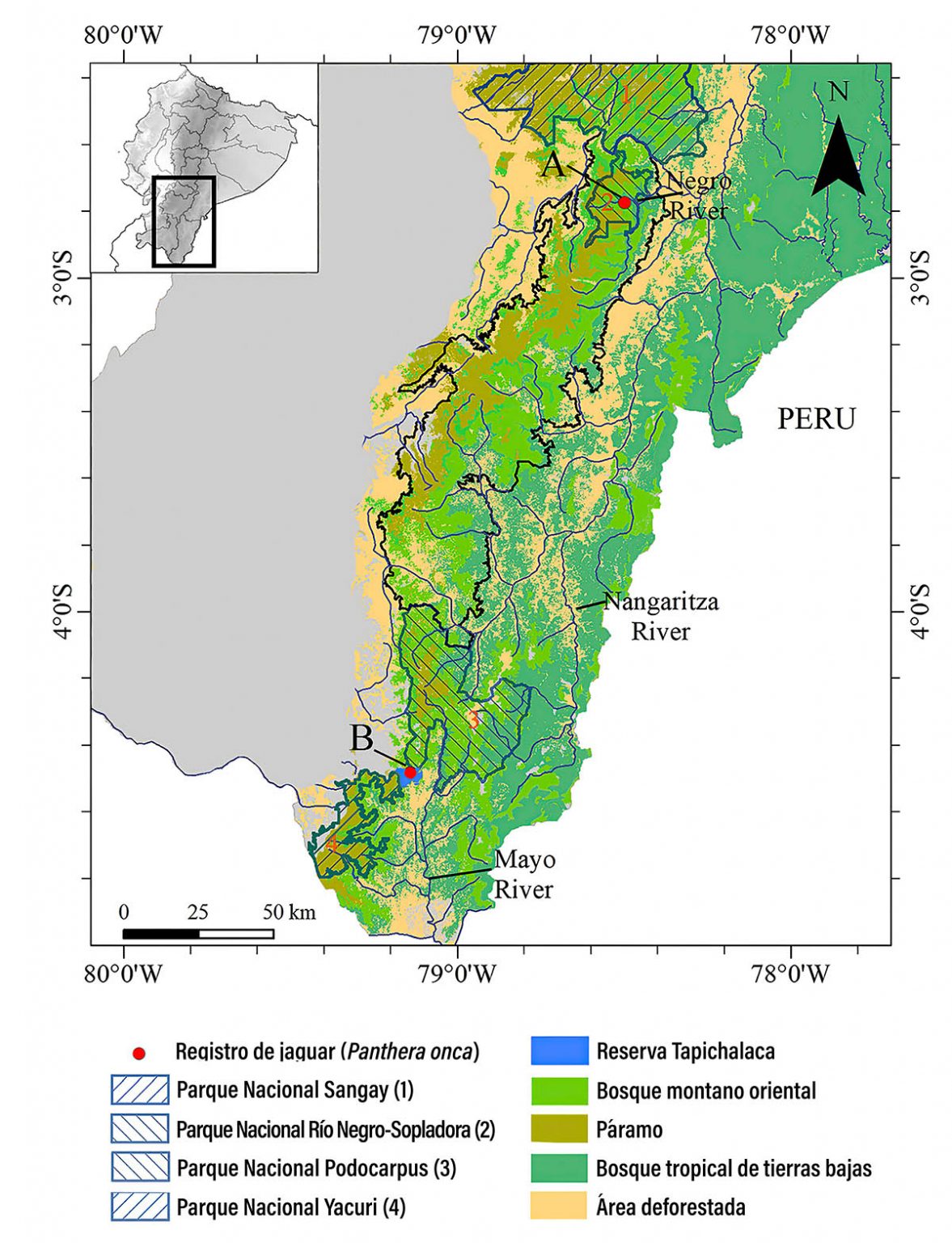 Hallan jaguares en zonas de gran altitud | Cultura Científica - UTPL