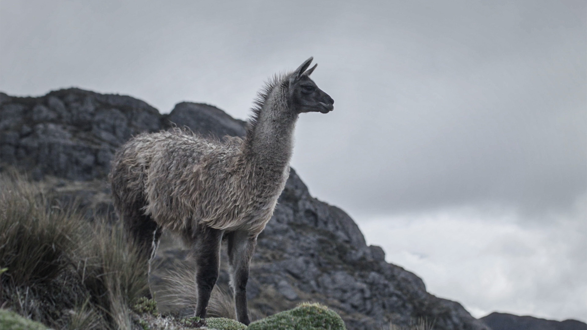 Paramos donde nace la vida – Un mundo por conocer | Cultura Científica ...