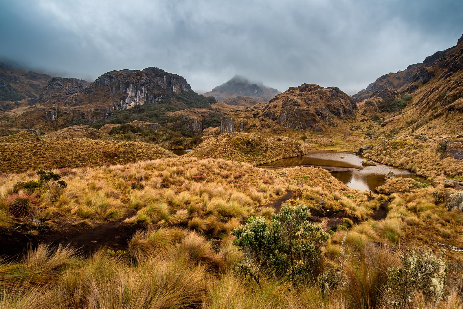 ‘Páramos, donde nace la vida’: alfabetización ambiental sobre un ...