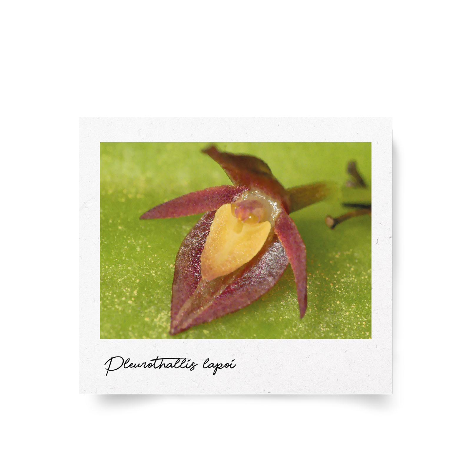 Cuatro nuevas especies de orquídeas para Ecuador | Cultura Científica ...