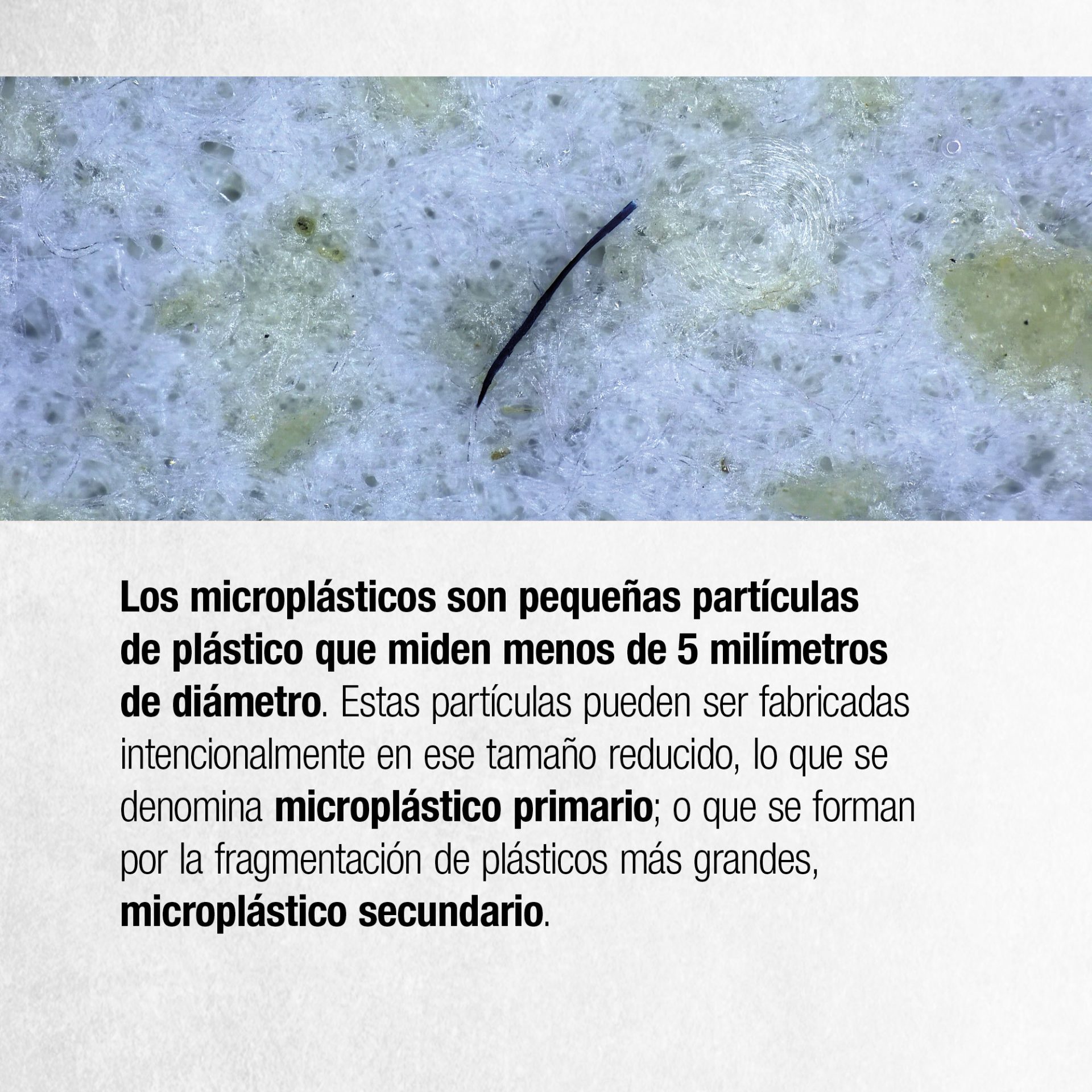 Microplásticos en especies comerciales de pesca podrían traer ...