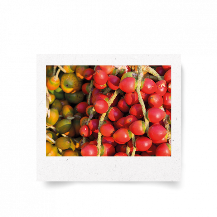 Cinco frutas amazónicas subutilizadas con alto potencial bioactivo ...