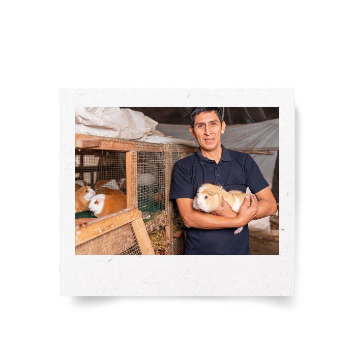 Cuyes: una solución sostenible para la seguridad alimentaria | Cultura ...