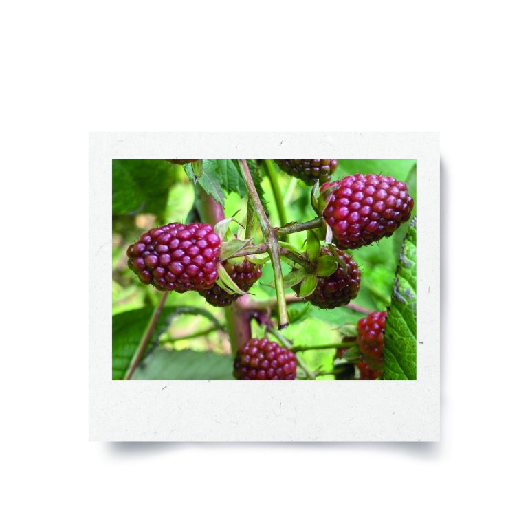 Colada morada: de bebida ritual a alimento funcional | Cultura ...